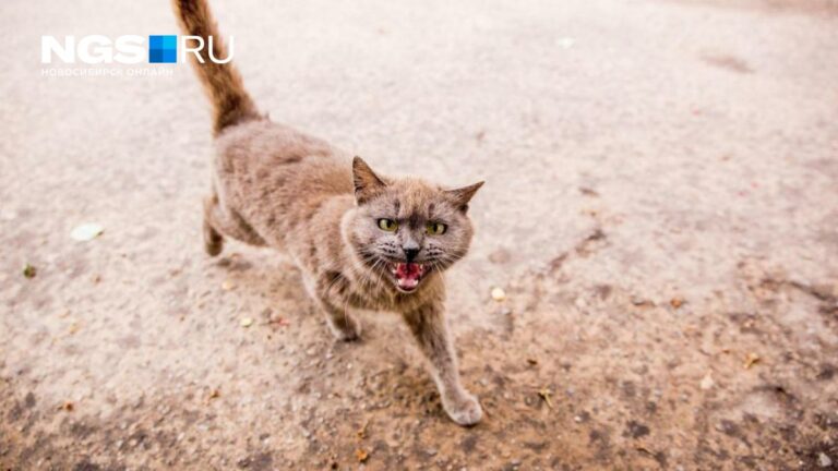 Pourquoi votre chat miaule-t-il ? Découvrez les secrets le 7 juin 2026 ...